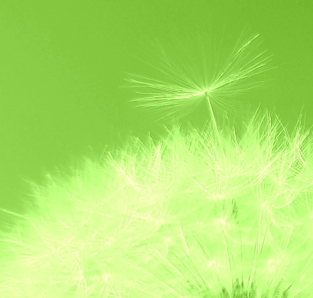 Philosophie - beate koch | beratung & coaching